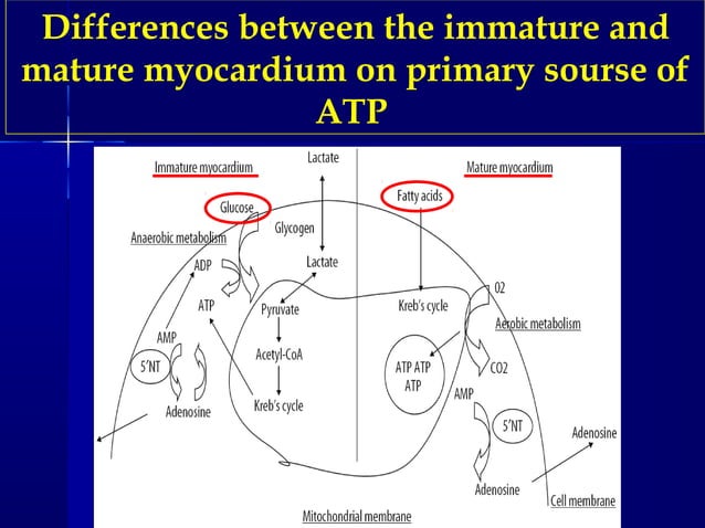 Myocardial Protection in Pediatric Cardiac Surgery | PPT