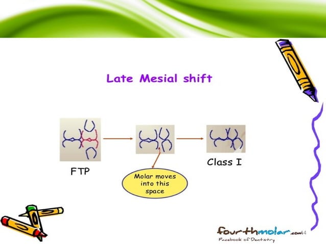 clinical features of mixed dentition period | PPT