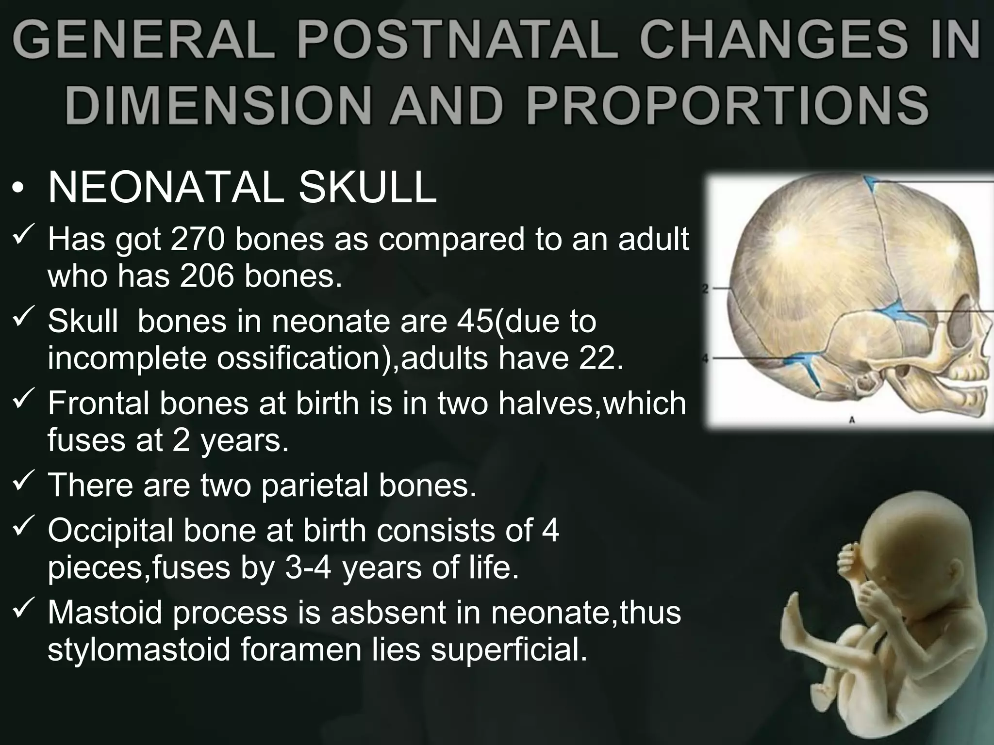 pedological anatomy | PPT