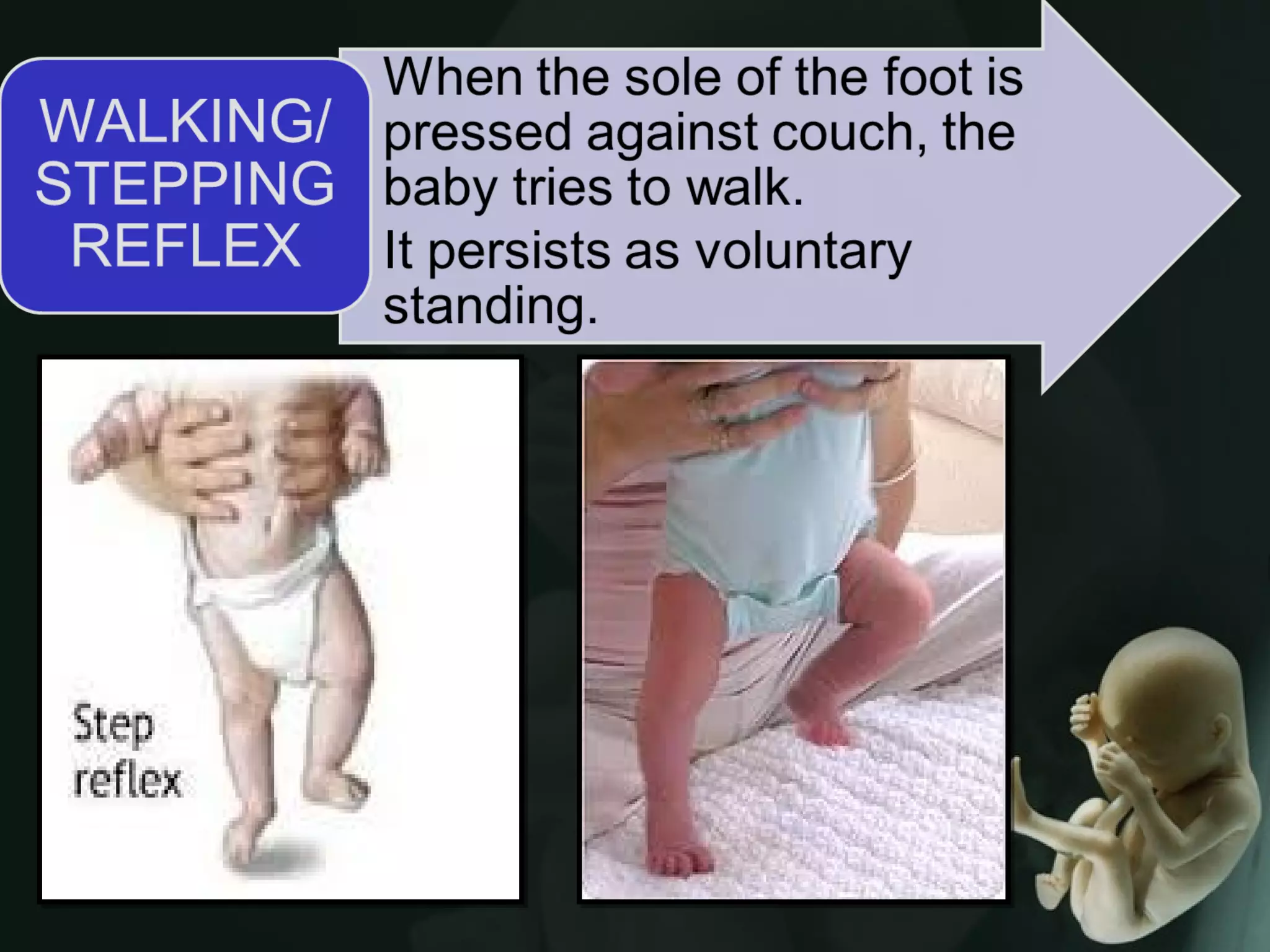 pedological anatomy | PPT