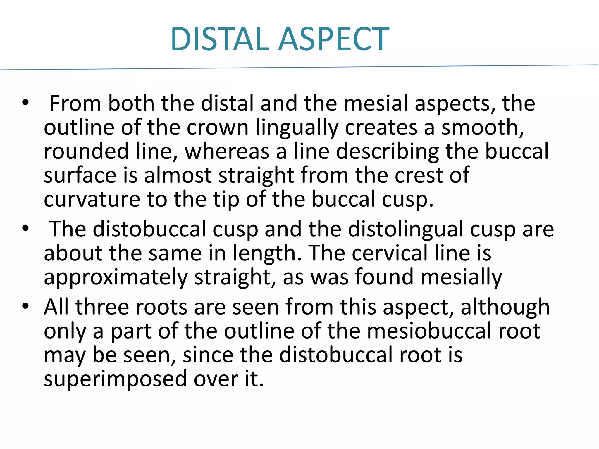 DENTAL ANATOMY OF PRIMARY MAXILLARY AND MANDIBULAR 2ND MOLAR . | PDF