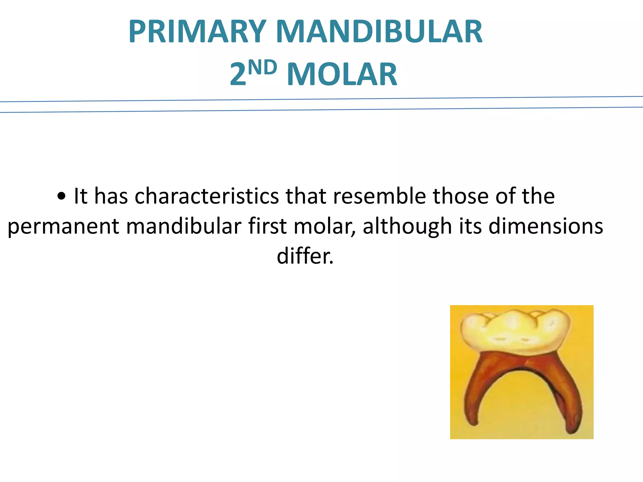 DENTAL ANATOMY OF PRIMARY MAXILLARY AND MANDIBULAR 2ND MOLAR . | PDF ...