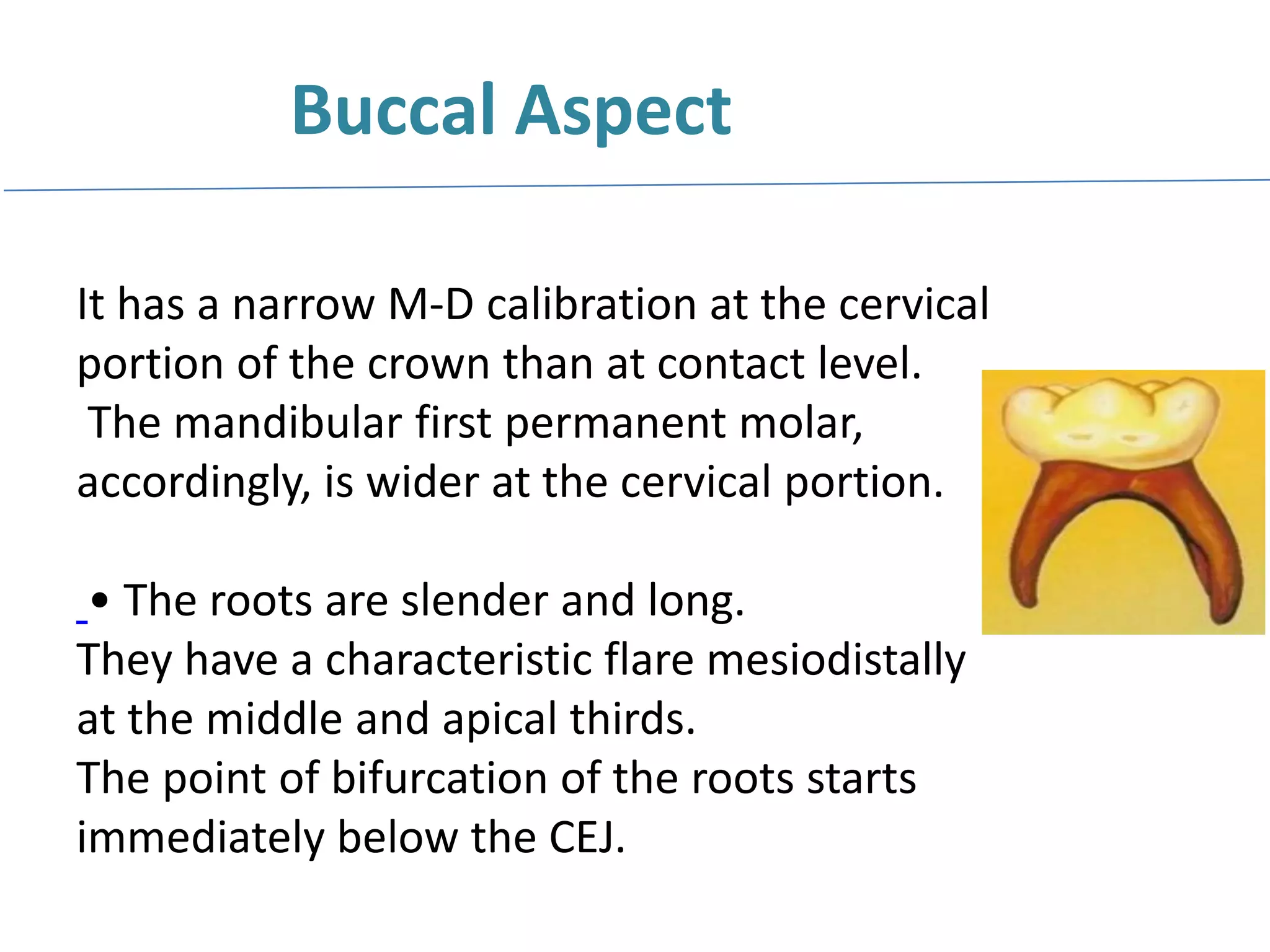 DENTAL ANATOMY OF PRIMARY MAXILLARY AND MANDIBULAR 2ND MOLAR . | PDF