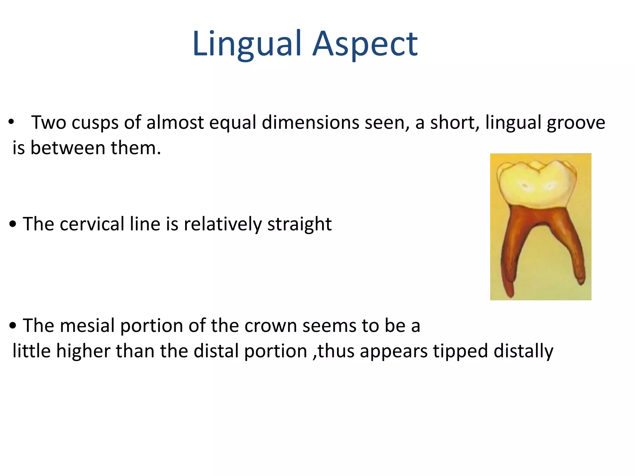 DENTAL ANATOMY OF PRIMARY MAXILLARY AND MANDIBULAR 2ND MOLAR . | PDF