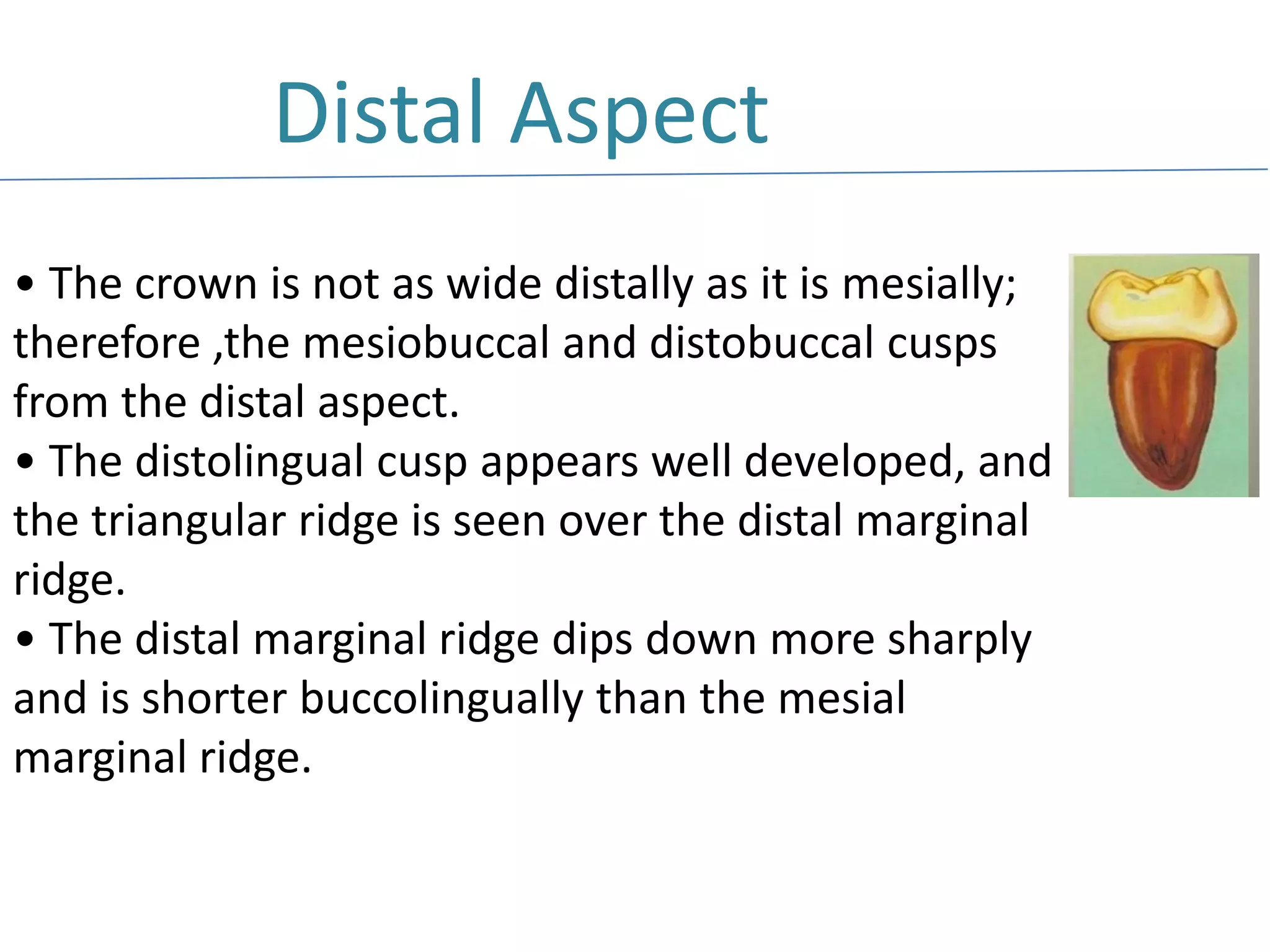 DENTAL ANATOMY OF PRIMARY MAXILLARY AND MANDIBULAR 2ND MOLAR . | PDF