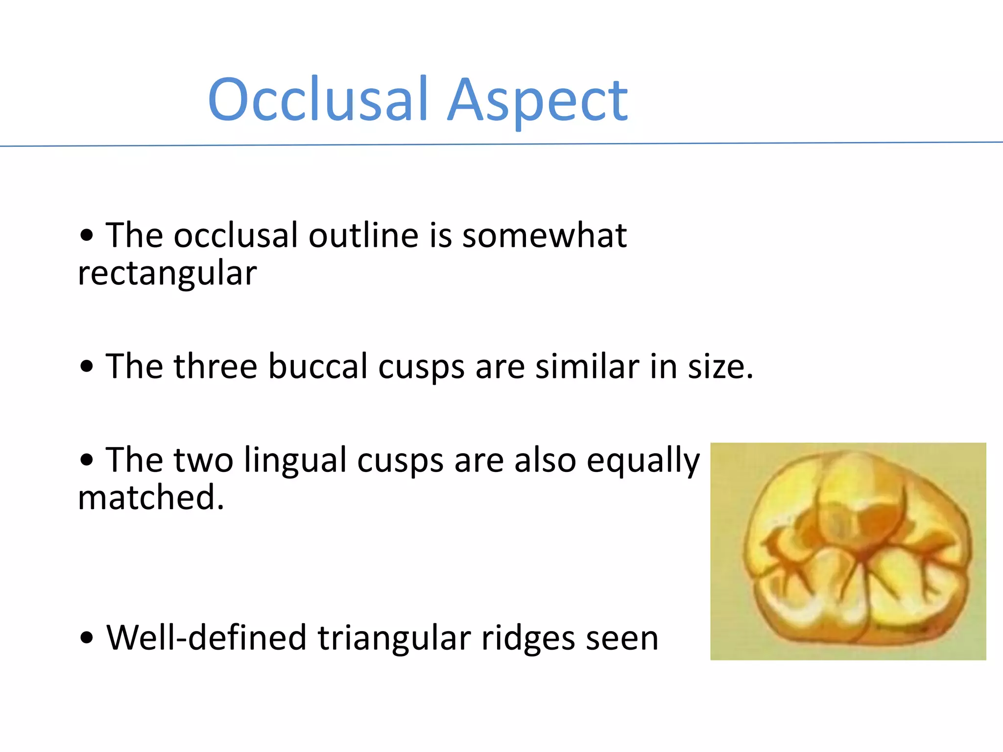DENTAL ANATOMY OF PRIMARY MAXILLARY AND MANDIBULAR 2ND MOLAR . | PDF