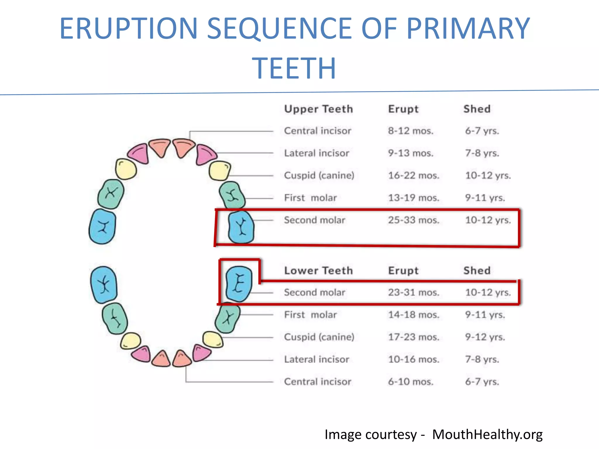 DENTAL ANATOMY OF PRIMARY MAXILLARY AND MANDIBULAR 2ND MOLAR . | PDF