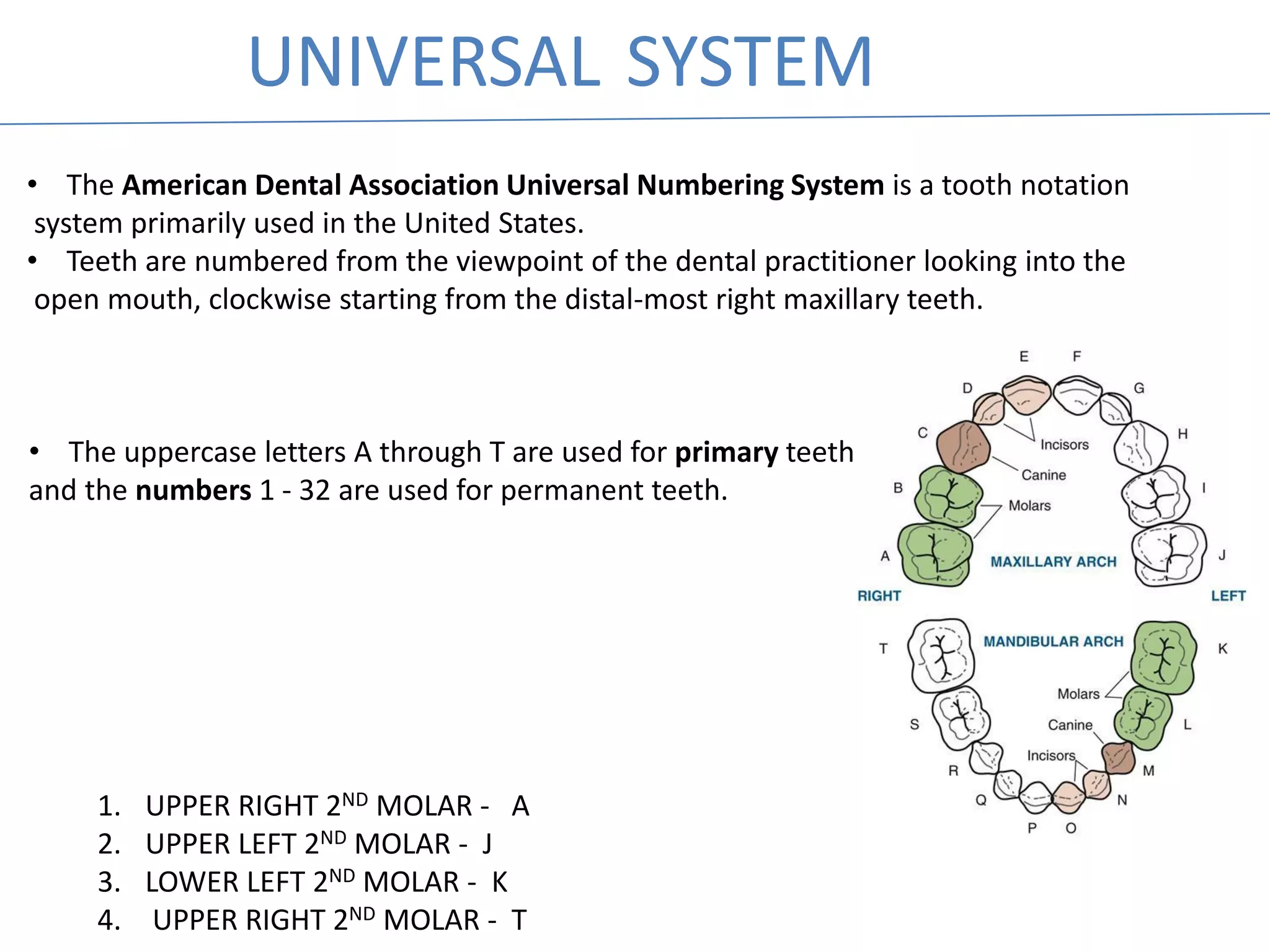 DENTAL ANATOMY OF PRIMARY MAXILLARY AND MANDIBULAR 2ND MOLAR . | PDF