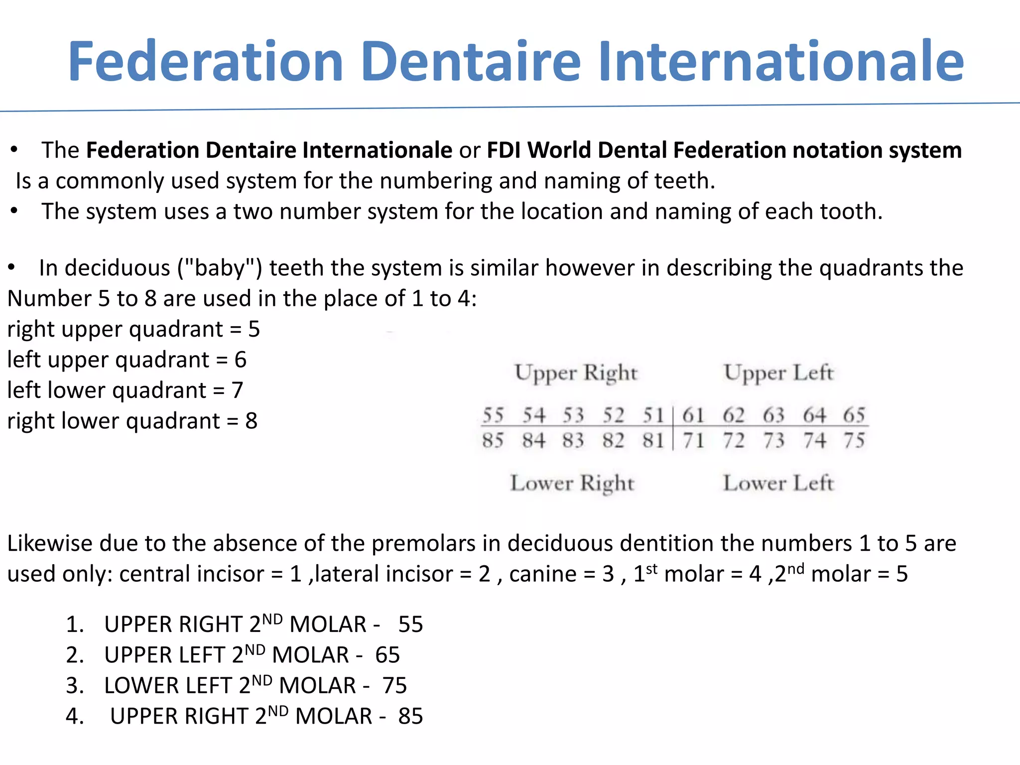 DENTAL ANATOMY OF PRIMARY MAXILLARY AND MANDIBULAR 2ND MOLAR . | PDF ...