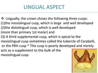 DENTAL ANATOMY OF PRIMARY MAXILLARY AND MANDIBULAR 2ND MOLAR . | PDF
