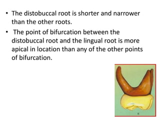 DENTAL ANATOMY OF PRIMARY MAXILLARY AND MANDIBULAR 2ND MOLAR . | PDF