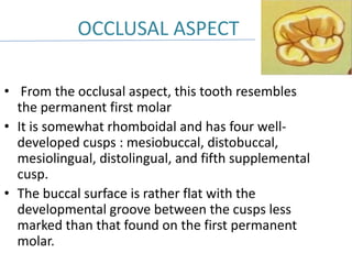 DENTAL ANATOMY OF PRIMARY MAXILLARY AND MANDIBULAR 2ND MOLAR . | PDF
