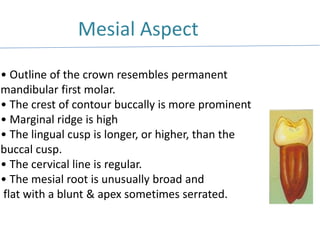 DENTAL ANATOMY OF PRIMARY MAXILLARY AND MANDIBULAR 2ND MOLAR . | PDF