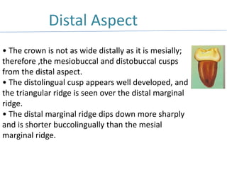 DENTAL ANATOMY OF PRIMARY MAXILLARY AND MANDIBULAR 2ND MOLAR . | PDF