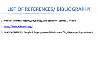 DENTAL ANATOMY OF PRIMARY MAXILLARY AND MANDIBULAR 2ND MOLAR . | PDF ...