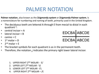 DENTAL ANATOMY OF PRIMARY MAXILLARY AND MANDIBULAR 2ND MOLAR . | PDF