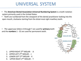 DENTAL ANATOMY OF PRIMARY MAXILLARY AND MANDIBULAR 2ND MOLAR . | PDF
