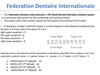 DENTAL ANATOMY OF PRIMARY MAXILLARY AND MANDIBULAR 2ND MOLAR . | PDF