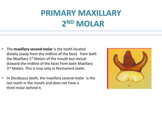 DENTAL ANATOMY OF PRIMARY MAXILLARY AND MANDIBULAR 2ND MOLAR . | PDF