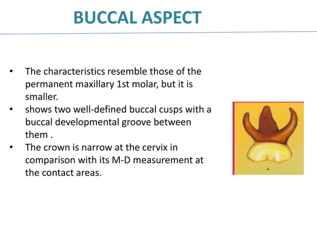 DENTAL ANATOMY OF PRIMARY MAXILLARY AND MANDIBULAR 2ND MOLAR . | PDF ...