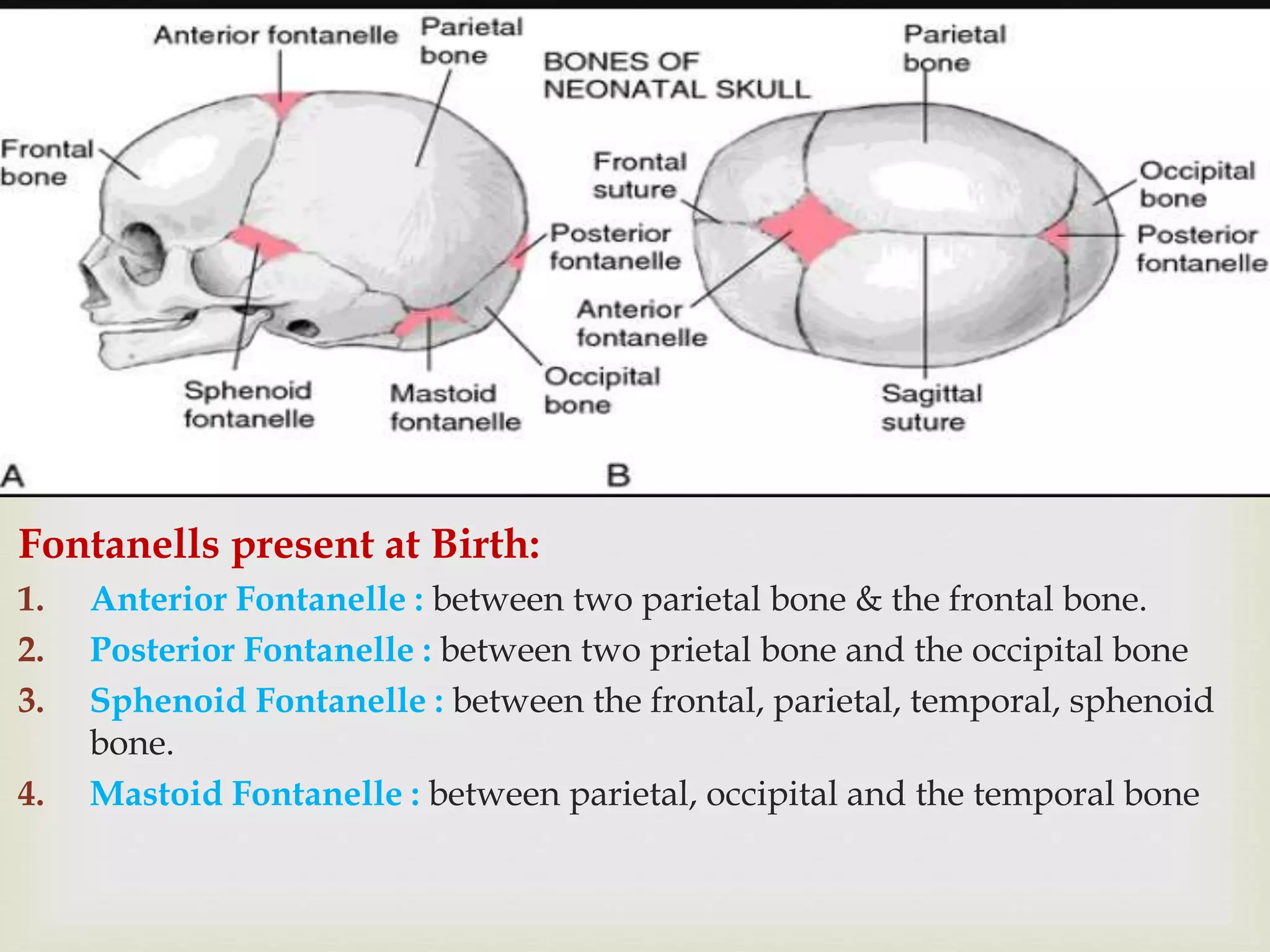 Pedologic anatomy | PPTX