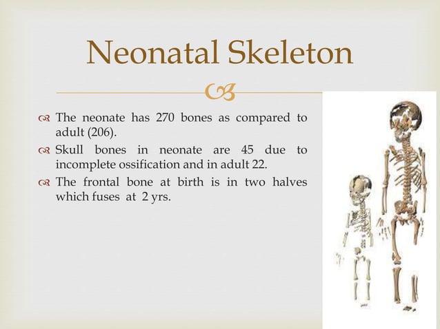 Pedologic anatomy | PPTX | Pregnancy | Reproductive Health