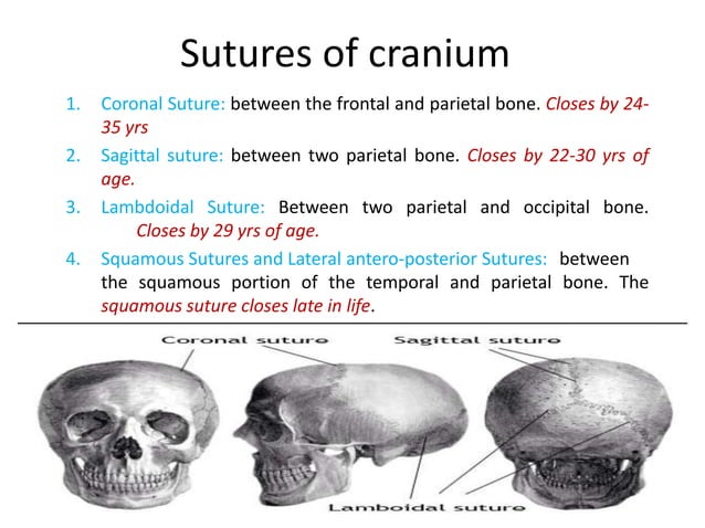 Pedologic anatomy | PPTX | Pregnancy | Reproductive Health