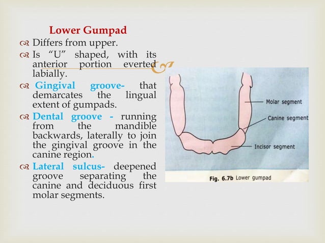 Pedologic anatomy | PPTX | Pregnancy | Reproductive Health