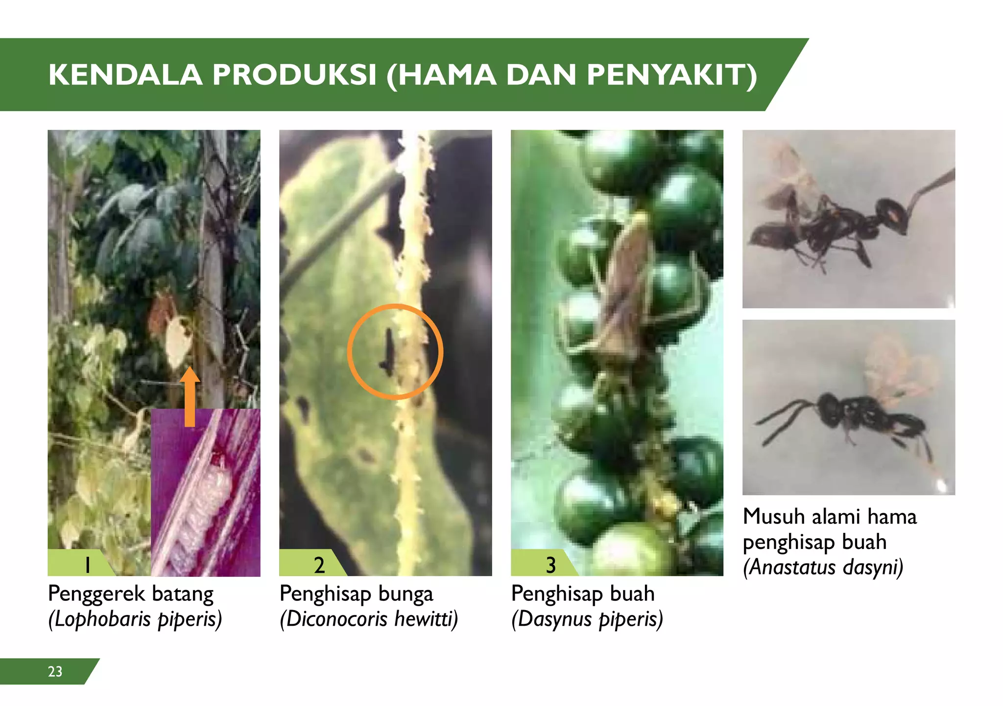 Pedoman budidaya merica atau lada | PDF