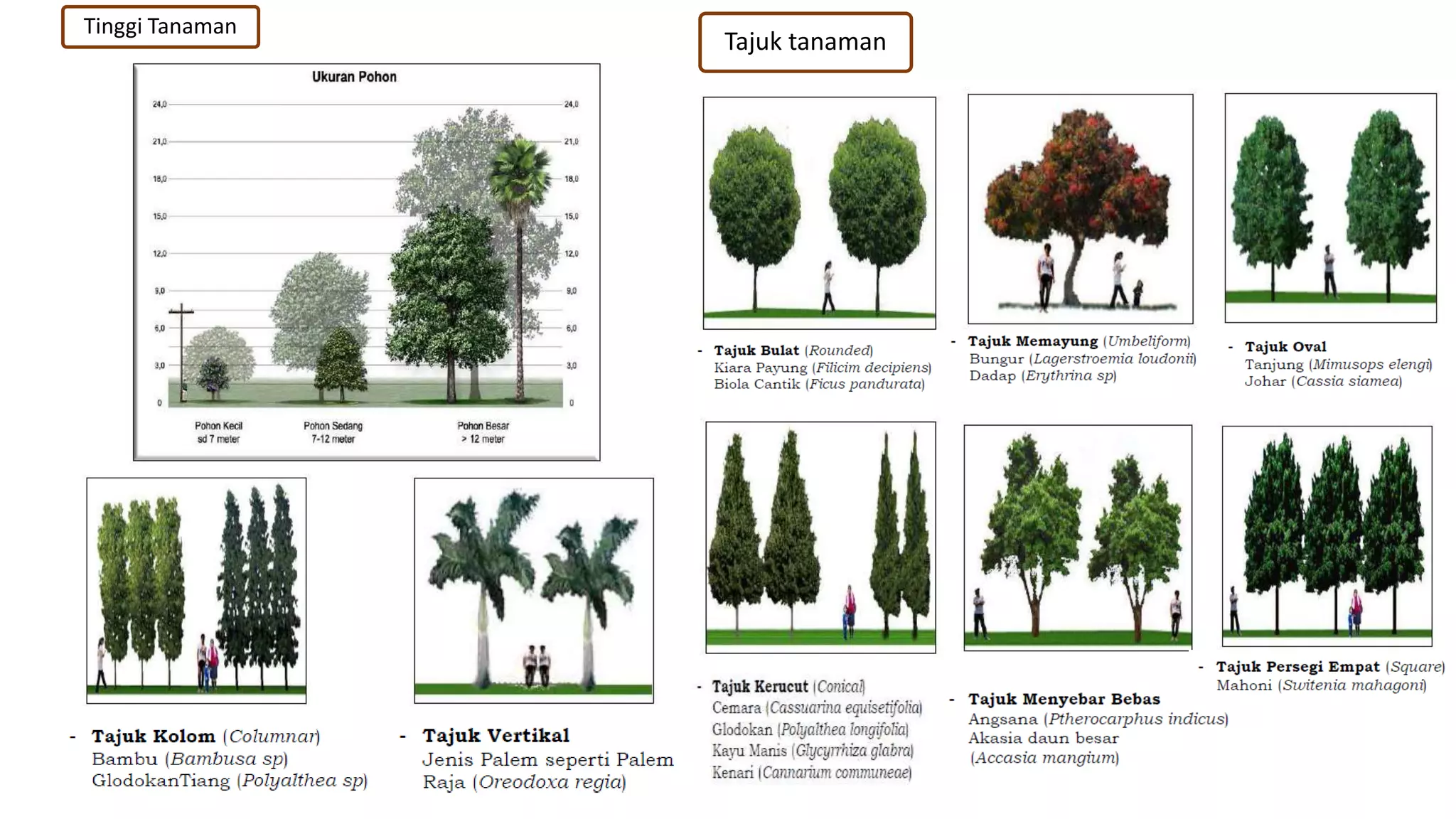 PEDOMAN PENANAMAN POHON PADA SISTEM JARINGAN JALAN | PPTX