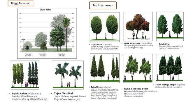 PEDOMAN PENANAMAN POHON PADA SISTEM JARINGAN JALAN | PPTX