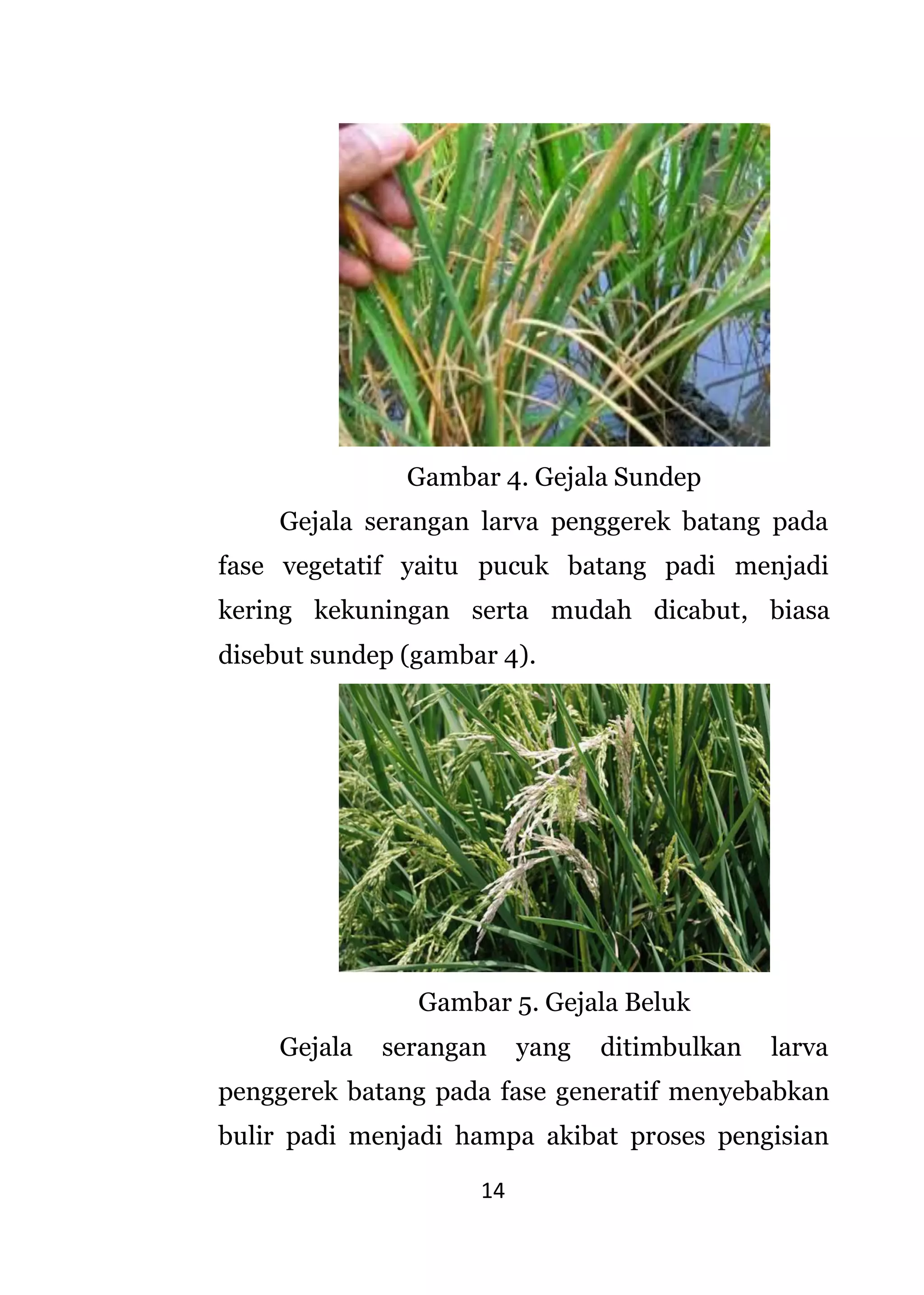 Pedoman pengendalian hama terpadu | PDF