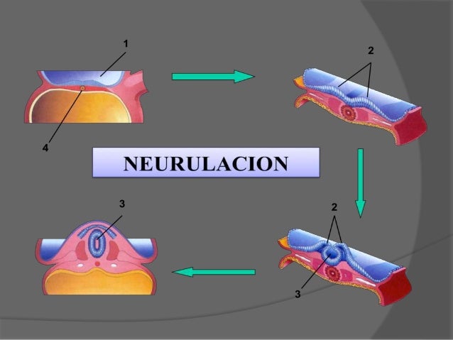 Neurulacion embriologia