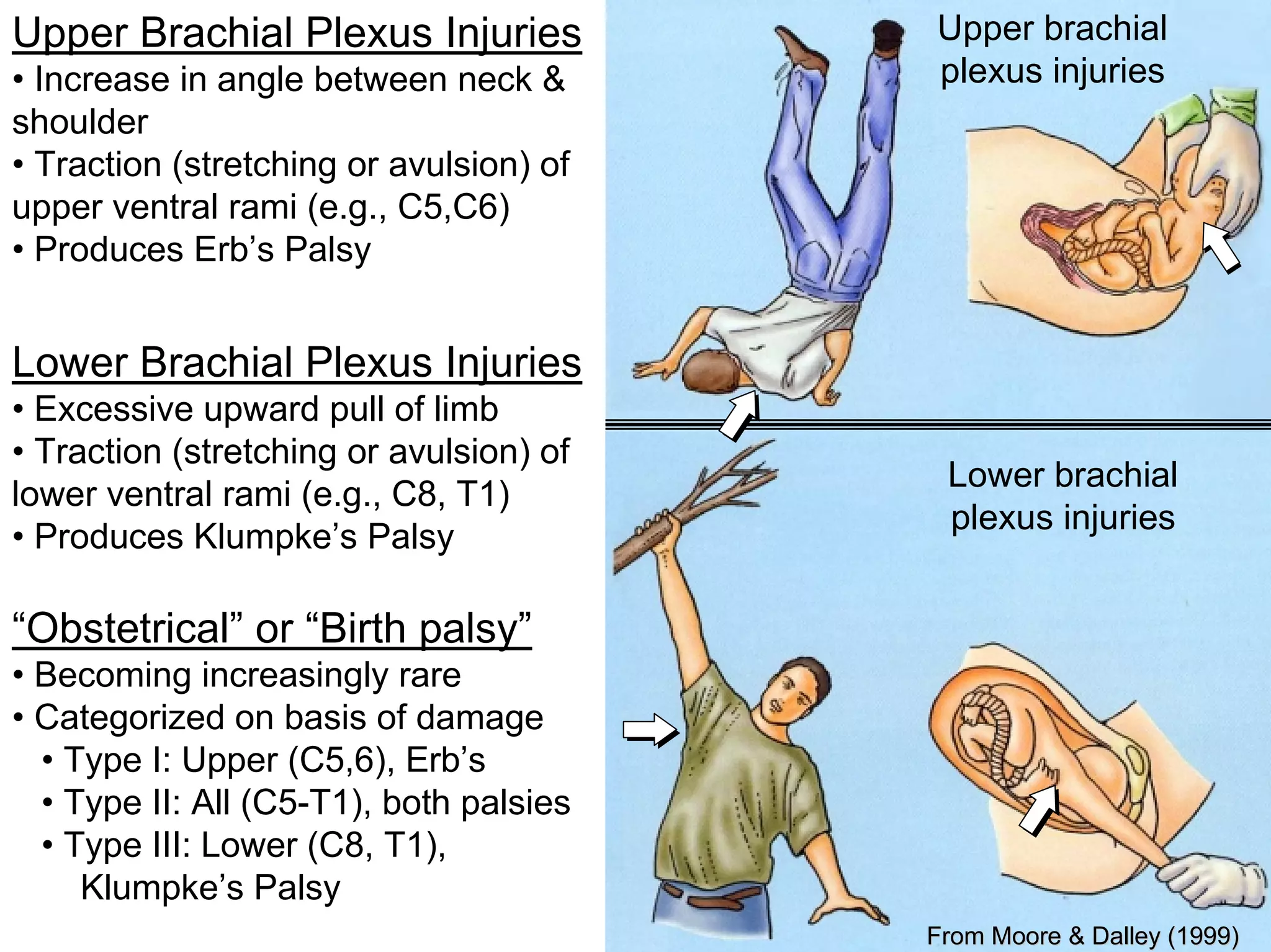 Peds ortho-anatomy | PDF