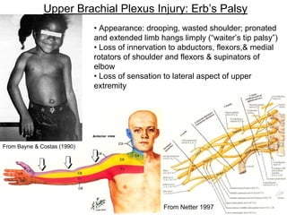Peds ortho-anatomy | PDF