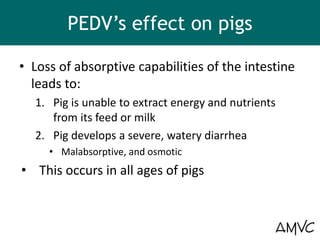 Porcine Epidemic Diarrhea Virus (PEDv) | PPTX