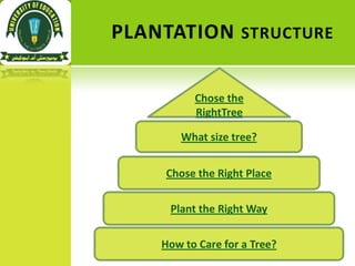 Plantation Awareness By Sabir Ali Siddique | PDF
