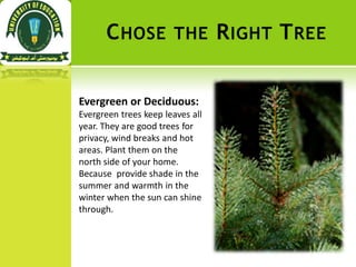 Plantation Awareness By Sabir Ali Siddique | PDF