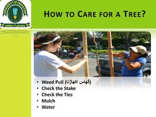 Plantation Awareness By Sabir Ali Siddique | PDF