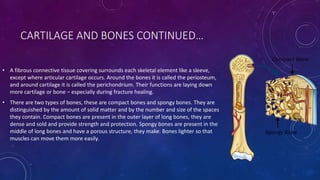 peer tutorial for body systems and anatomy | PPT