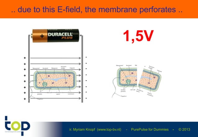 PEF and PurePulse for dummies - part 1 | PPTX | Food & Drink