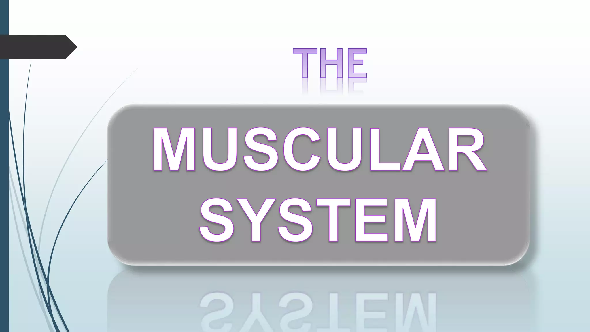 The Muscular System | PPTX