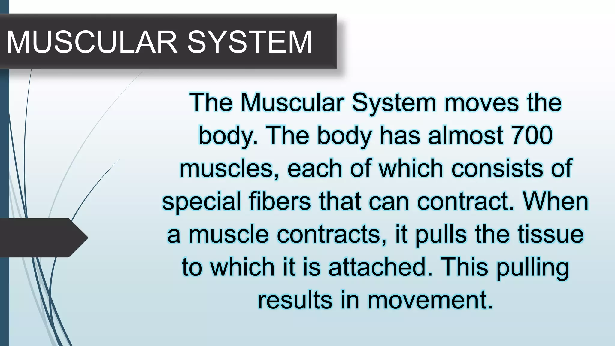 The Muscular System | PPTX