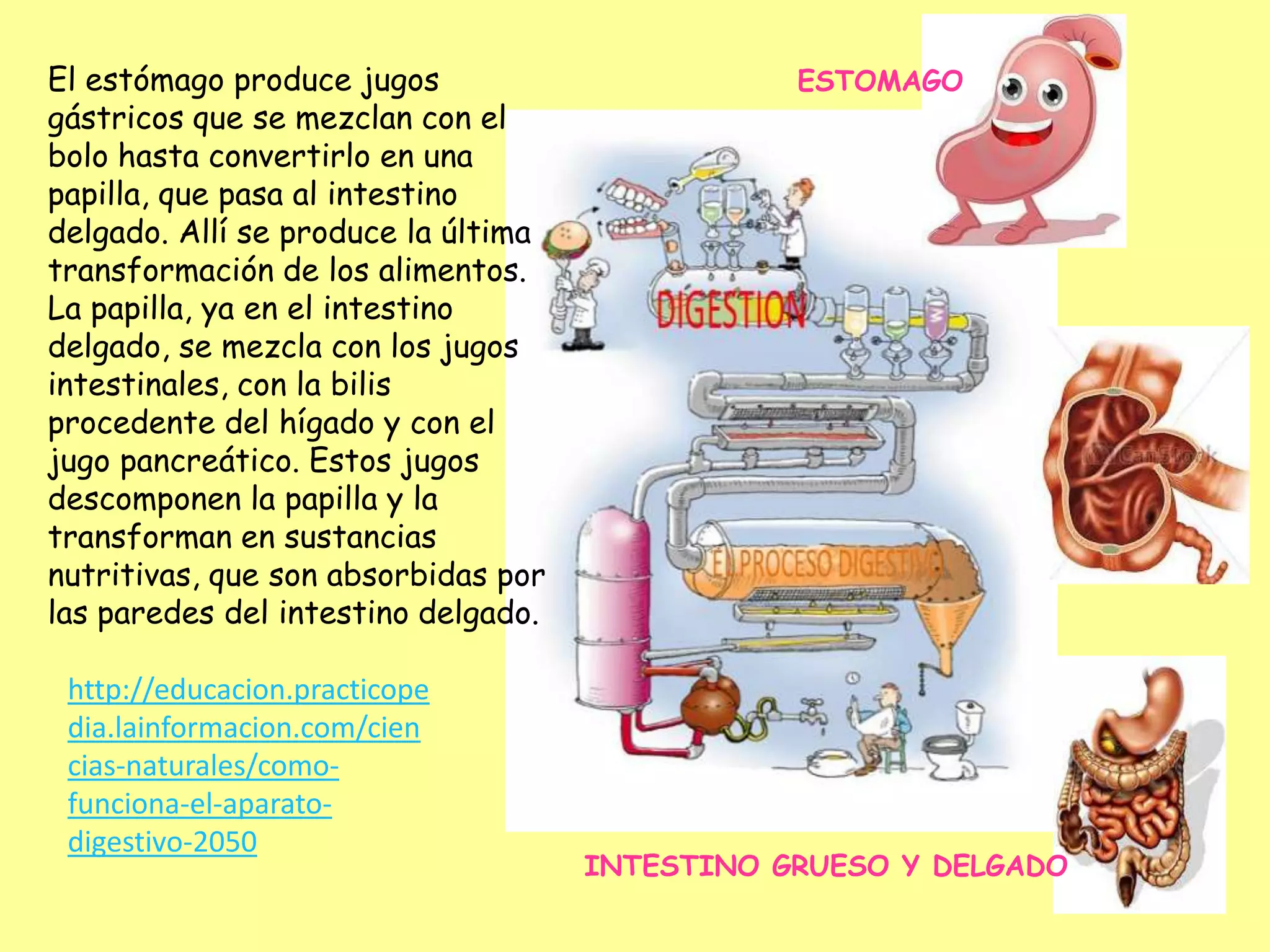 EL SISTEMA DIGESTIVO | PPTX