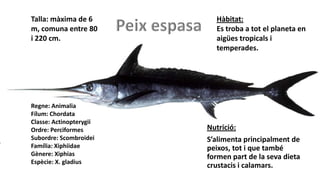 Peix: Peix espasa | PPTX