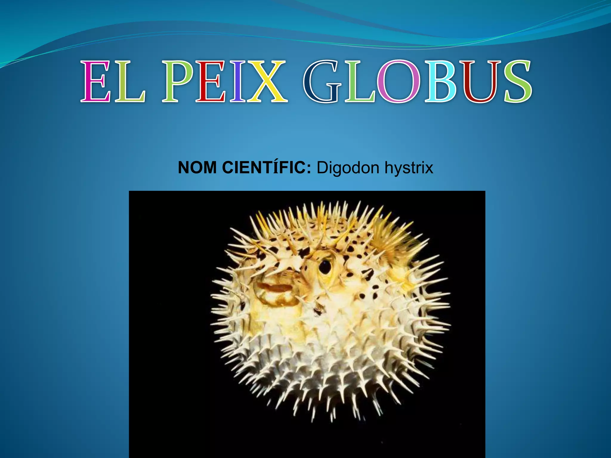 Peix globus | PPTX