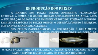 Peixes - BIOLOGIA | PPTX