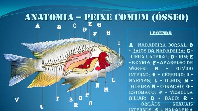 Peixes - BIOLOGIA