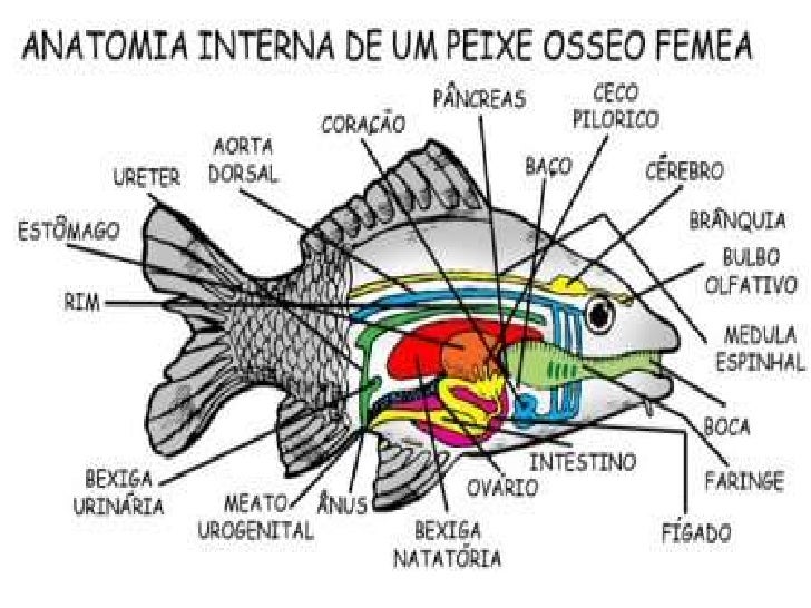 Peixes 1o a