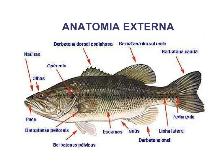 Peixes ósseos